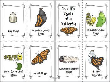 Butterfly Life Cycle Non-Fiction Task Cards and Web Quest | Word List ...