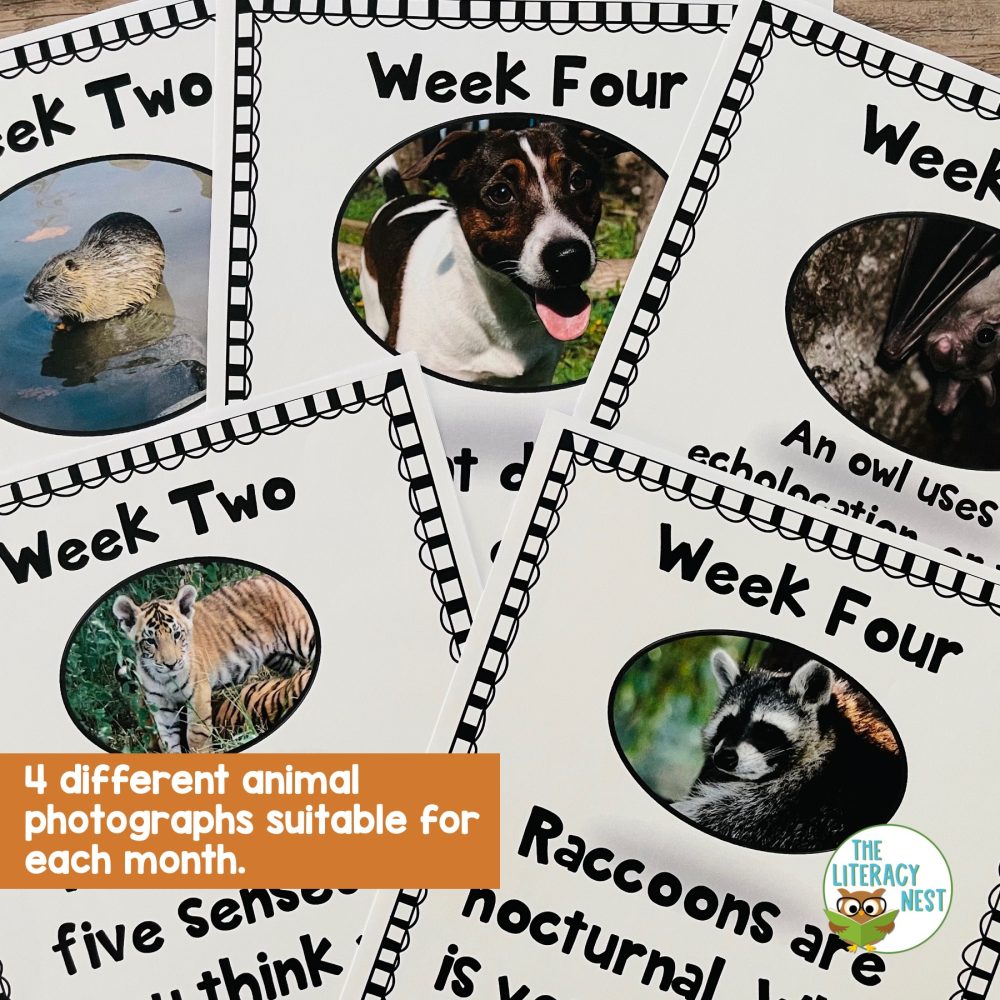 Animal Picture Narrative Writing Prompts Activity - The Literacy Nest